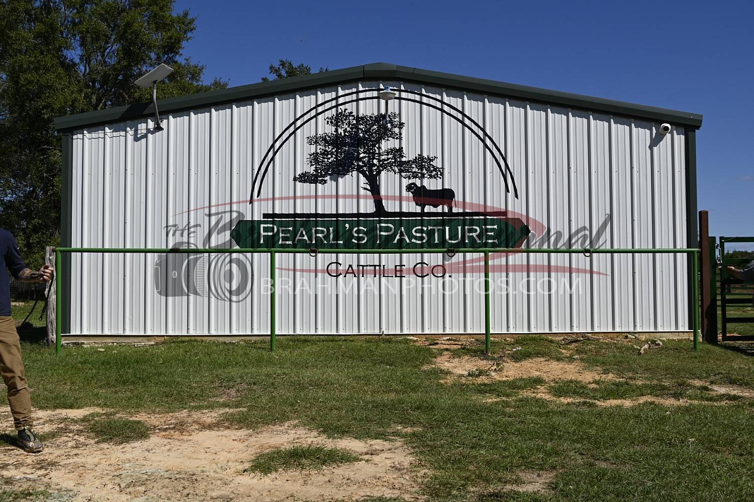 Pearl's Pasture Cattle Co. - Brahman Photos - 2023 PRIVATE ...