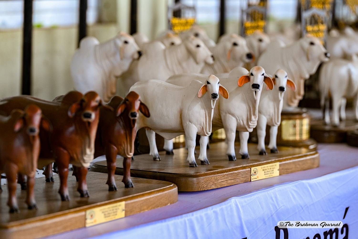 Brahman Photos - 2025 Shows - brahmanjournalphotos.com